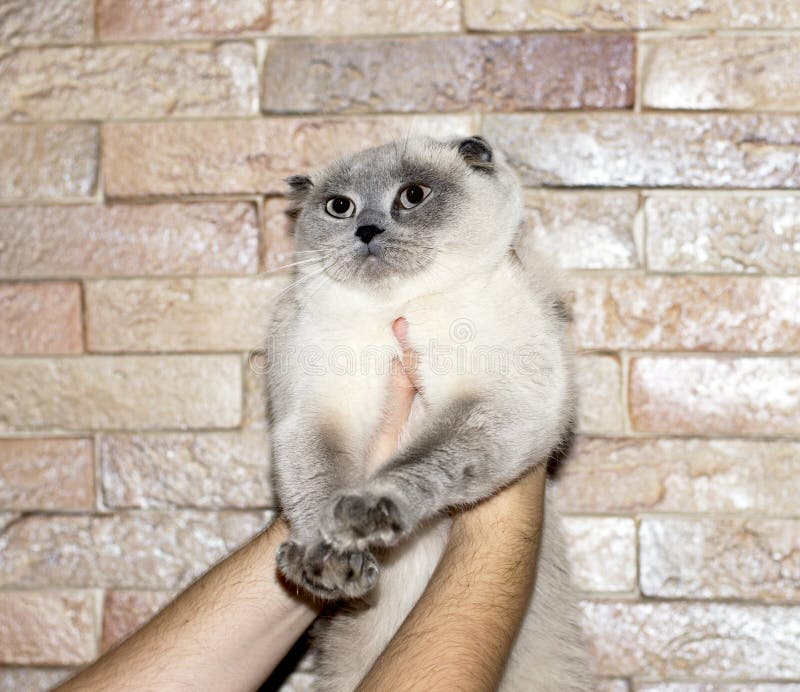 The Hands of a Beautiful White Scottish Cat on the Background of a ...