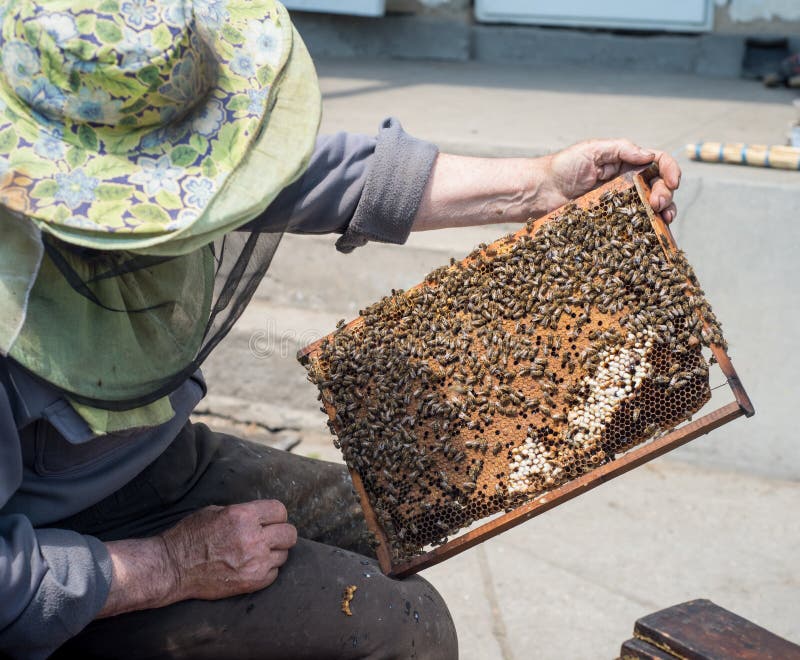 Hands of a Beekeeper Carefully Holding a Frame with Honeycombs. the Bees are Hard at Work Making ...