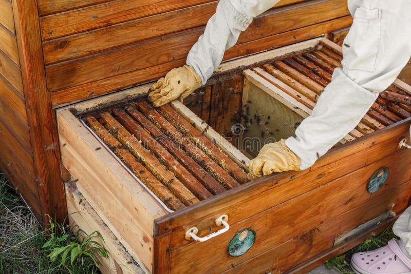 Hands of Beekeeper Pulls Out from the Hive a Wooden Frame with ...