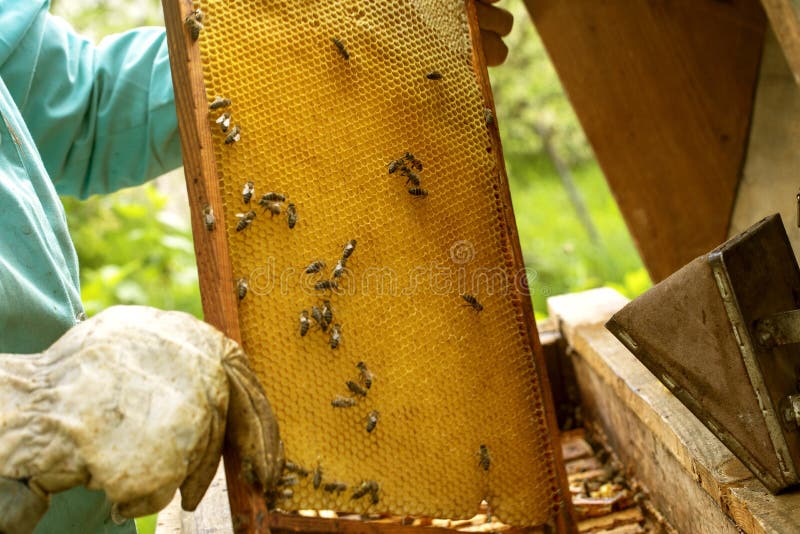 Hands of the Beekeeper Take Out the Frame with Honey and Bees To Check ...