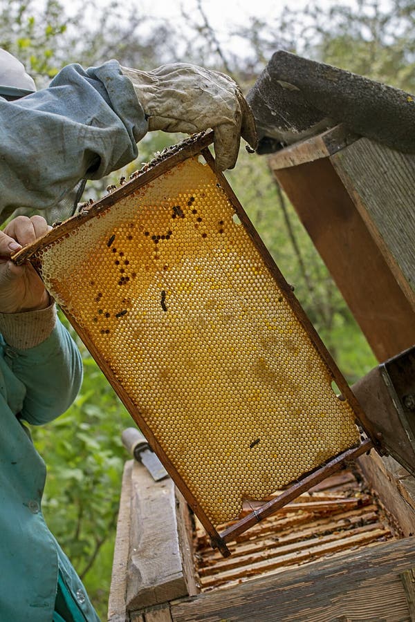 Hands of the Beekeeper Take Out the Frame with Honey and Bees To Check ...