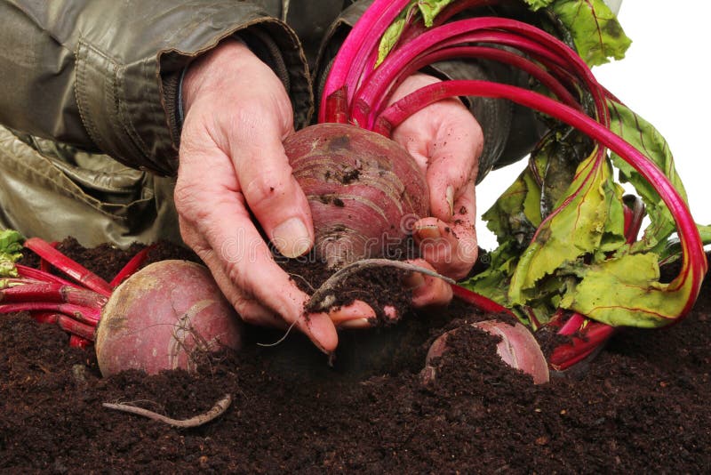 Hands with beetroot stock photo. Image of soil, plant - 24852318