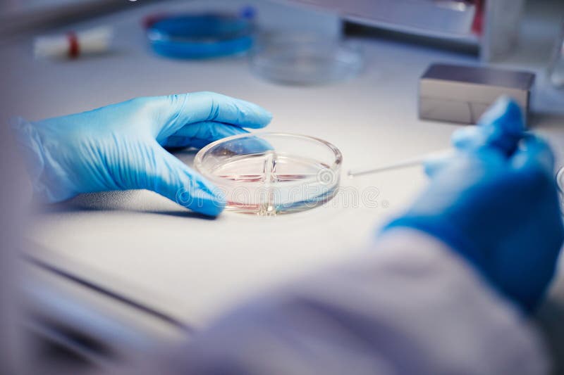 Hands of Biochemist Working with Liquid in Petri Dish in Laboratory ...