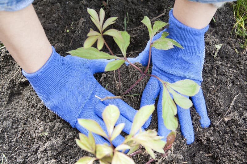 Hands in Blue Gloves Work in the Ground - Spring Planting of Peonies ...