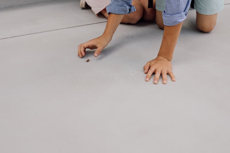 The Hands of Boy Catching Bug that Crawls on Concrete Floor Stock Image ...
