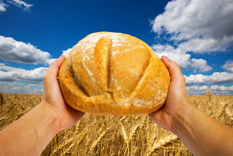 Hands with bread stock photo. Image of baker, farm, holding - 26111026