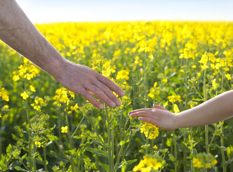 Hands on canola stock image. Image of golden, beauty - 28174029