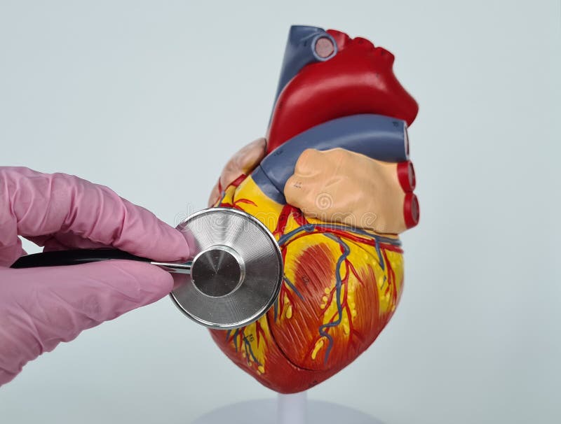 Hands of Cardiologist with a Heart and Stethoscope Stock Image - Image ...