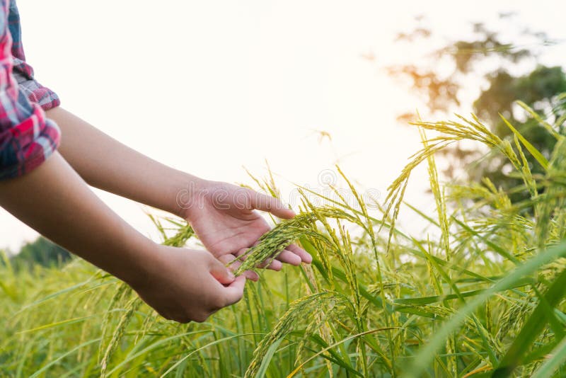 Hands Checking Rice in the Field Stock Photo - Image of green, grain ...