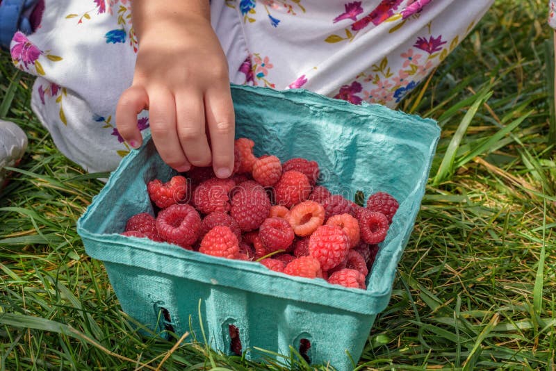 Child with Fresh Raspberries Stock Image - Image of delicious, daylight ...