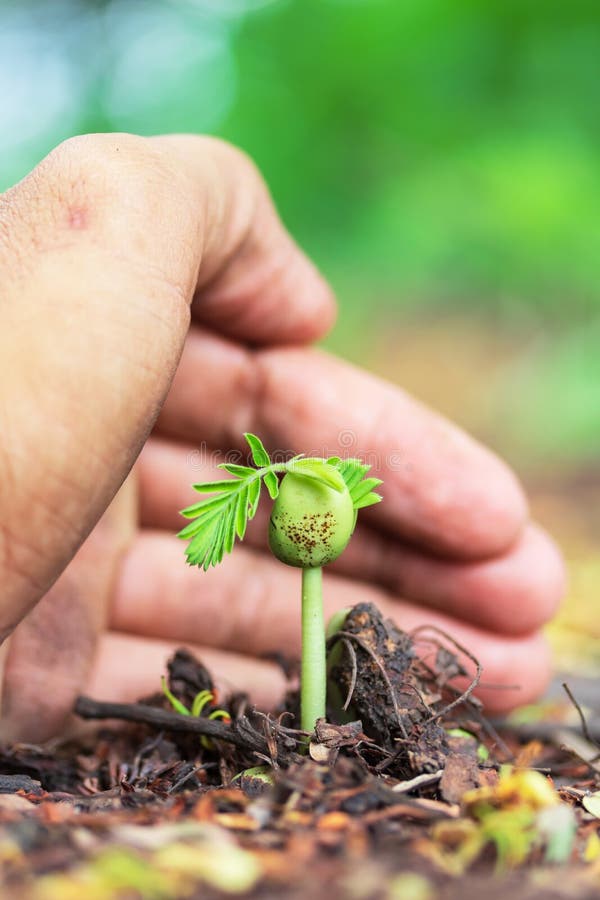 Hands of Children are Planting Small Tree Seedlings on Ground Stock ...