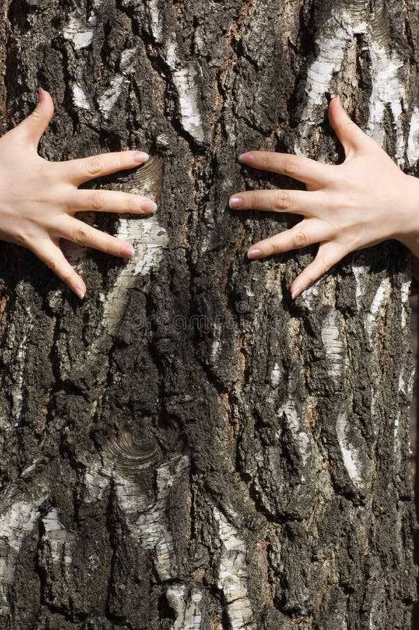 Hands clasp a tree trunk stock photo. Image of outside - 13921766
