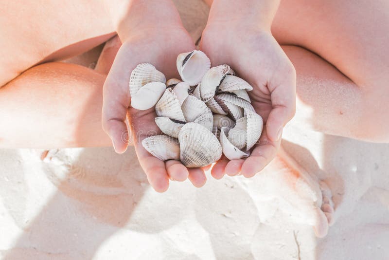 Hands of a Close-up Girl Hold a Bunch of Seashells on the Beach White ...