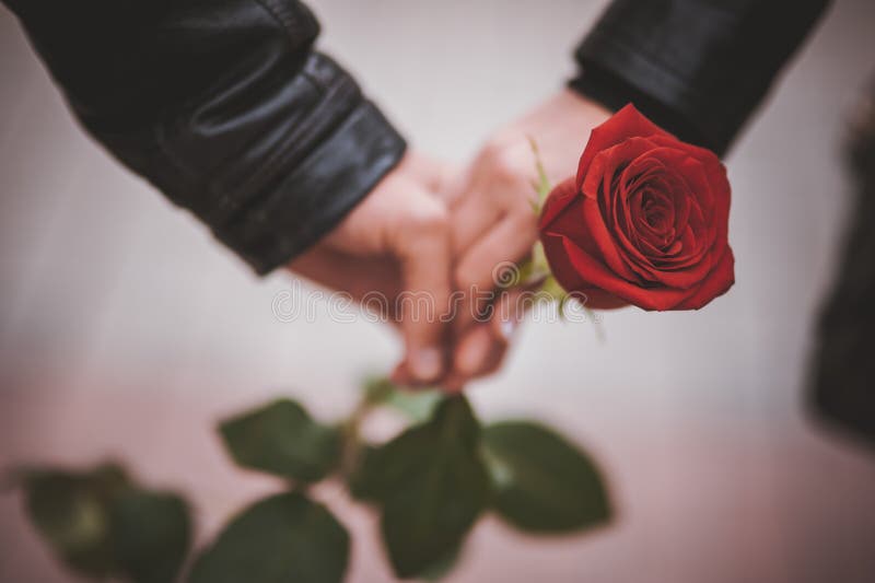 Hands of Couple Holding Red Rose Stock Photo - Image of relation, walk ...