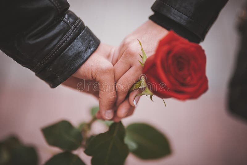 Hands of Couple Holding Red Rose Stock Photo - Image of rose, hands ...