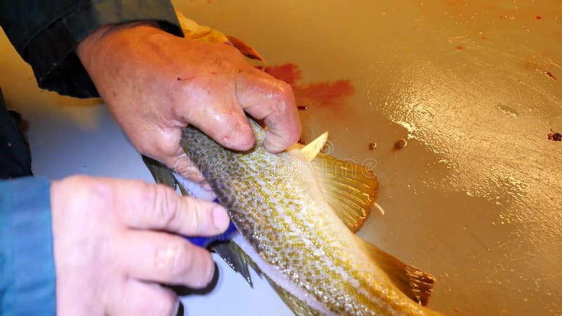 Bloody Fingers Halloween Hot Dog Stock Video - Video of hand, witch ...