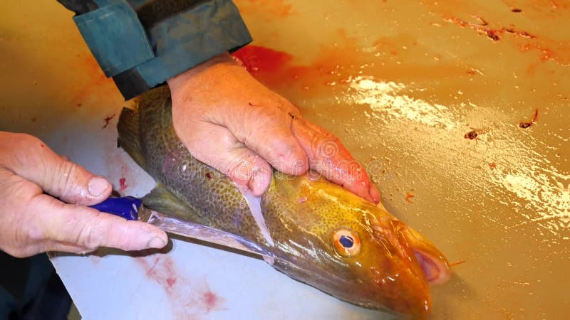 Hands Cut Fresh Cod Fish, Remove and Check Livers. Hands Control ...