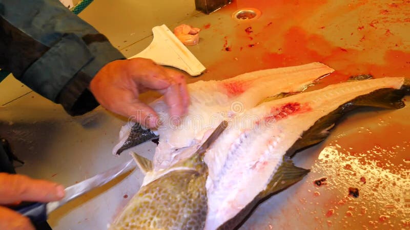 Hands Cut Fresh Cod Fish, Remove and Check Livers. Hands Control ...