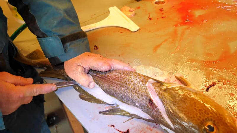 Hands Cut Fresh Cod Fish, Remove and Check Livers. Hands Control ...