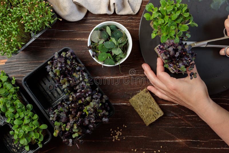 104 Cut Off Seedling Stock Photos - Free & Royalty-Free Stock Photos ...