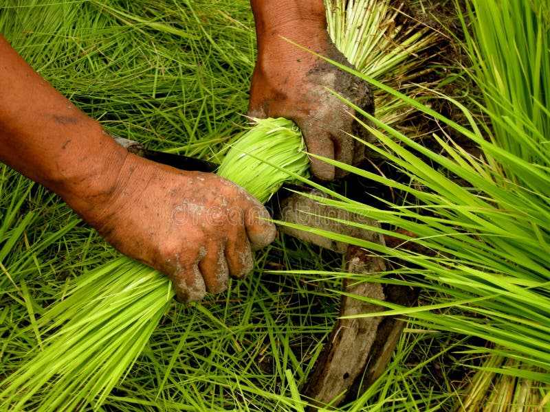 Cutting the Rice on the Field. Agriculture Field Landscape in the ...
