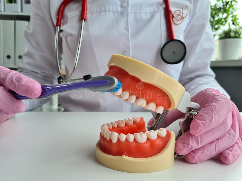 Hands of Dentist Show on Artificial Jaw Rule of Brushing Teeth with ...