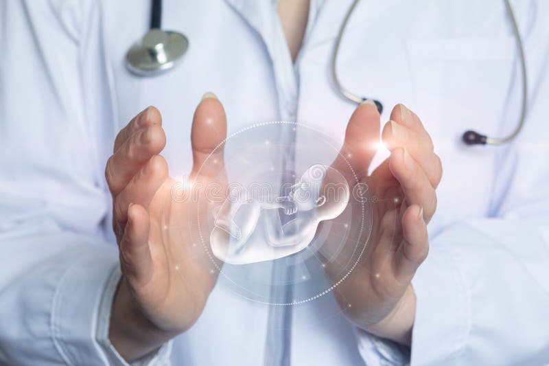 The Hands of a Doctor Supporting an Embryo Stock Photo - Image of ...