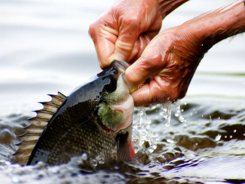 Hands of an Elderly Fisherman Pulling Caught Fish Out of the Water ...