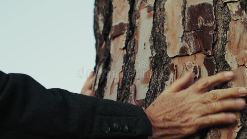 Hands of an Elderly Man Touches the Bark of a Tree Trunk Stock Video ...