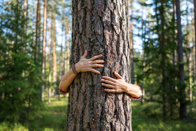 Man Hands Hugging Large Tree in Park. People Feel Energy of Nature ...