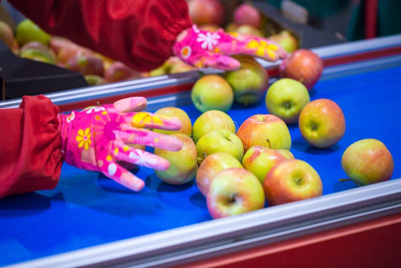 The Hands of the Employee Who Sort the Apples on the Sorting Lin Stock ...