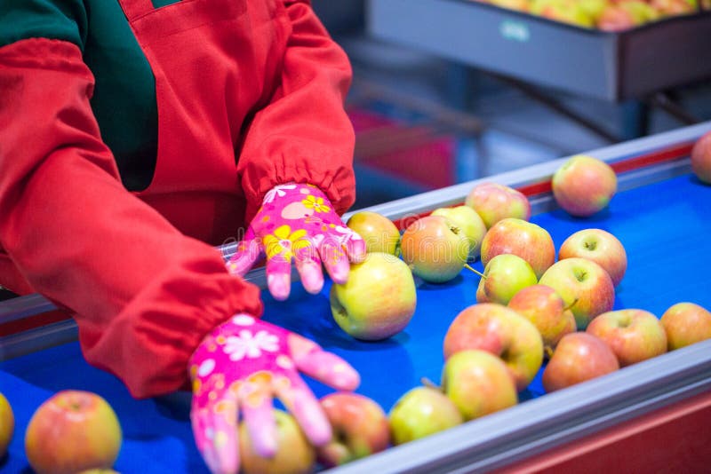 The Hands of the Employee Who Sort the Apples on the Sorting Lin Stock ...