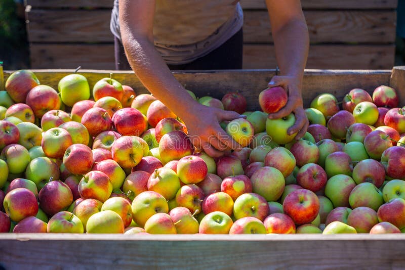 The Hands of the Employee Who Sorts and Calibrate Harvest of Fresh Ripe ... The Hands of the Employee Who Sorts and Calibrate Harvest of Fresh Ripe ...