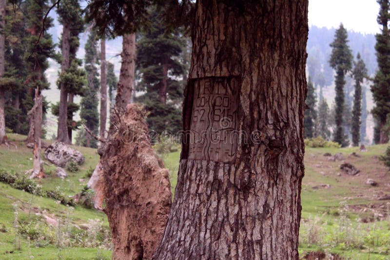 Direction Sign in the Forest. Stock Image - Image of compartments ...