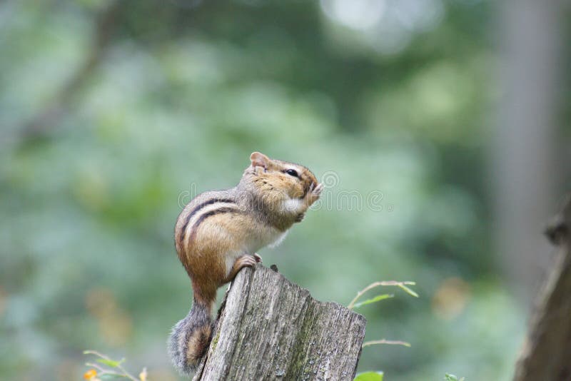 Hands of face chipmunk. stock photo. Image of expression - 44989790