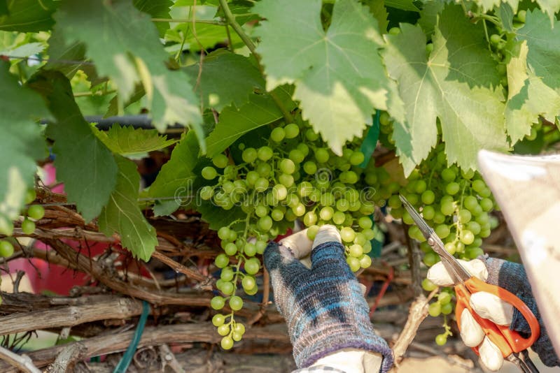 The Hands of Farmers Use Scissors To Cut Grapes To Increase the Size of ...