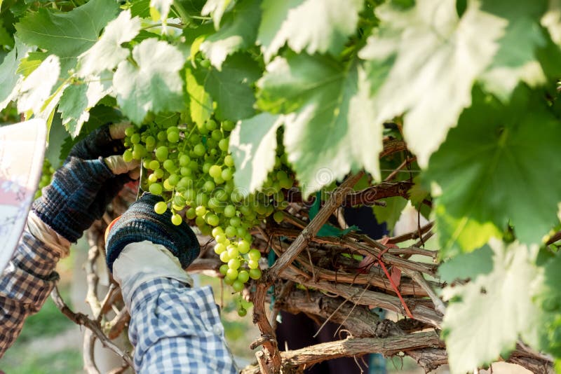 The Hands of Farmers Use Scissors To Cut Grapes To Increase the Size of ...