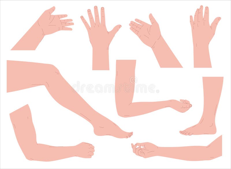 Hands and Feet in Different Poses. Vector Illustration Stock Vector ...