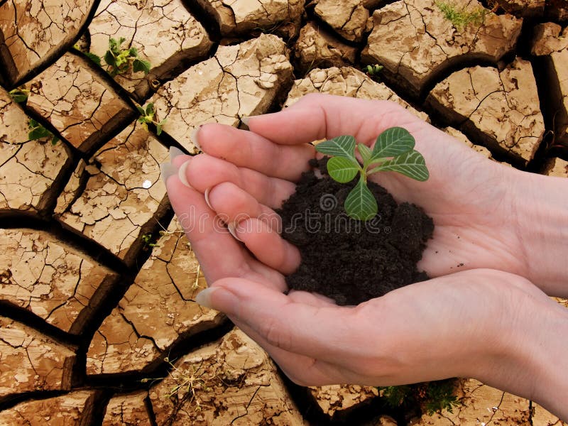 Hands female sprout plant stock image. Image of gardening - 14060741