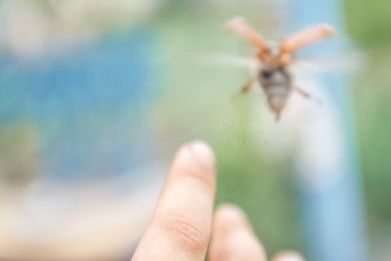 With Hands Flew a Large May Beetle-bug. Blur and Close-up Stock Image ...