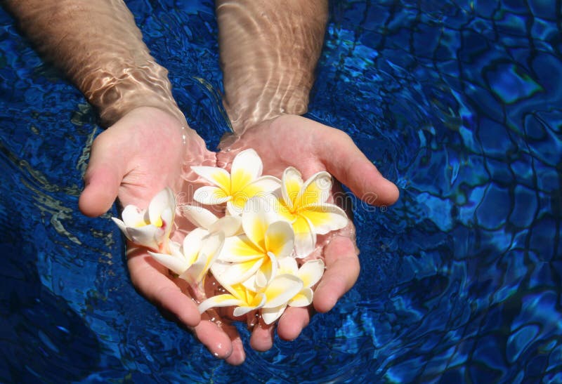 Hands and Flower stock photo. Image of magnolia, massage - 265324