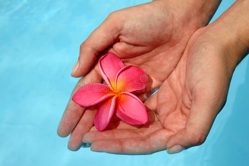 Hands and Flower stock photo. Image of magnolia, massage - 265324