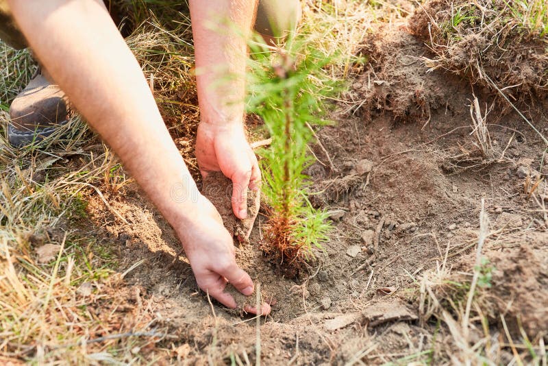 Hands of Forest Workers are Planting Pine Seedling Stock Image - Image ...