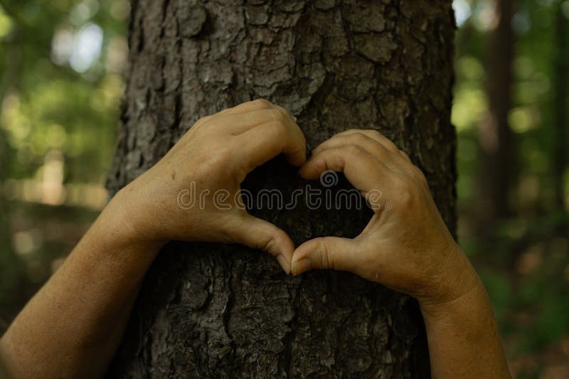 Heart in the Trunk of a Tree Stock Image - Image of brown, sign: 251011413