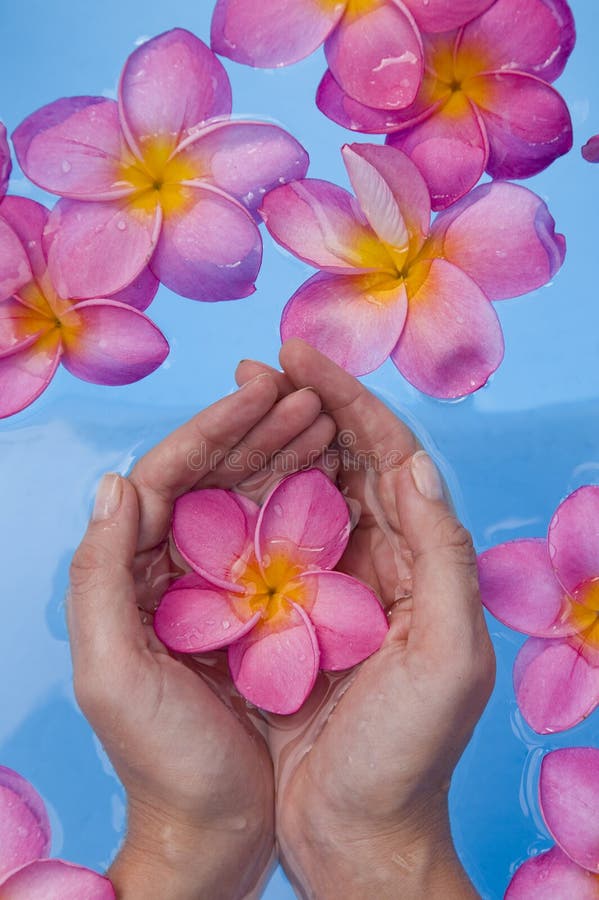 Hands and Flower stock photo. Image of magnolia, massage - 265324