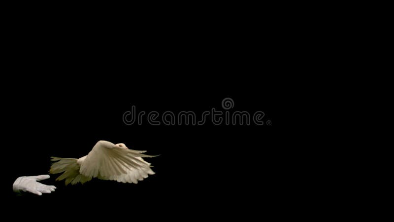 Hands releasing a dove stock footage. Video of person - 40099668