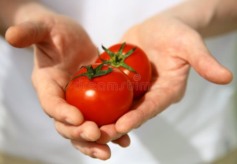 Hands with Freshly Harvested Tomatoes Stock Image - Image of crop ...