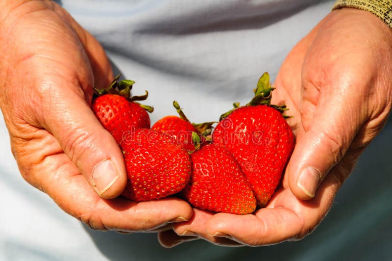 Hands Full of Fresh Strawberries Stock Image - Image of nature, hands ...