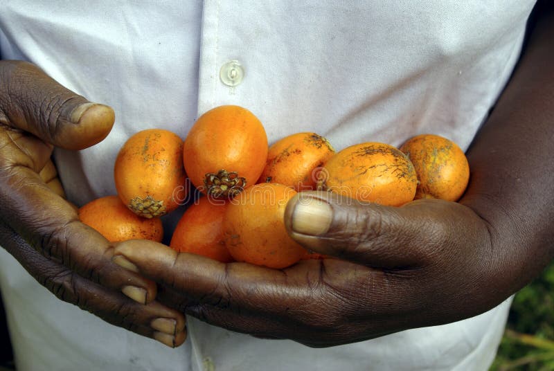 Hands full of fruits stock image. Image of feed, help - 14624721