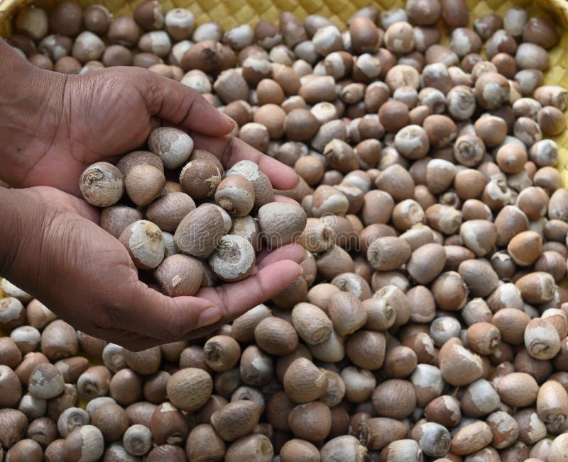 Hands Full of Peeled Out Areca Nuts Above the Pile of Areca Nuts Stock ...